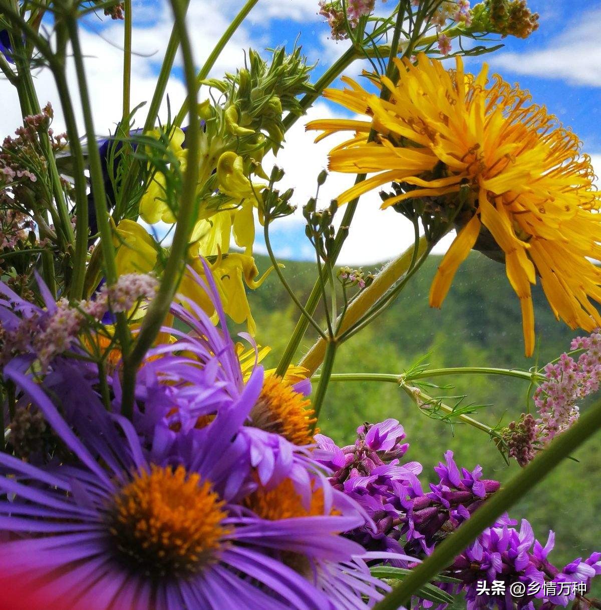 Natural Beauty: Appreciating and Understanding the Colorful World of ...