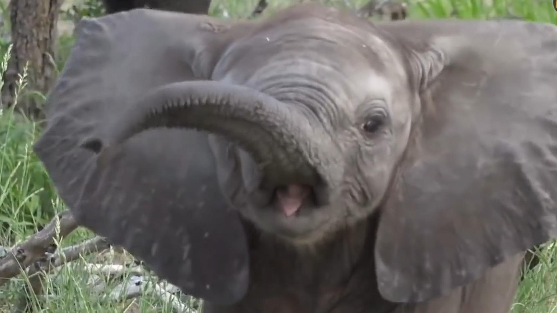 The poor baby elephant was dying, the elephant group was unable to ...