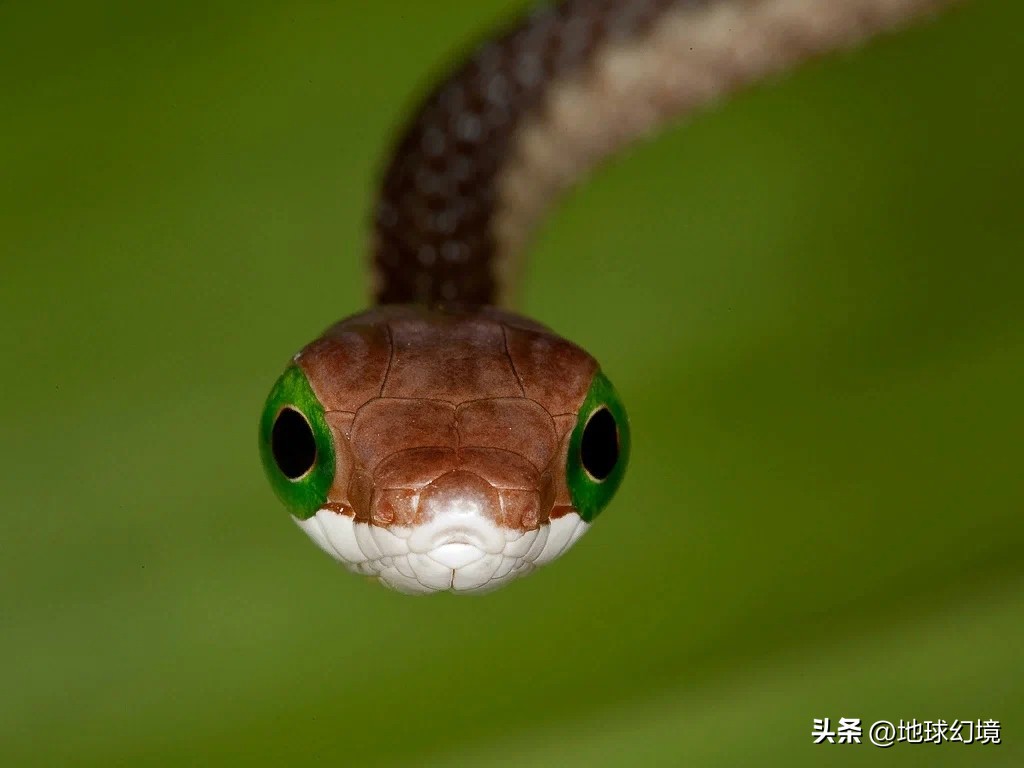 23 Creepy Animal Photos - iNEWS
