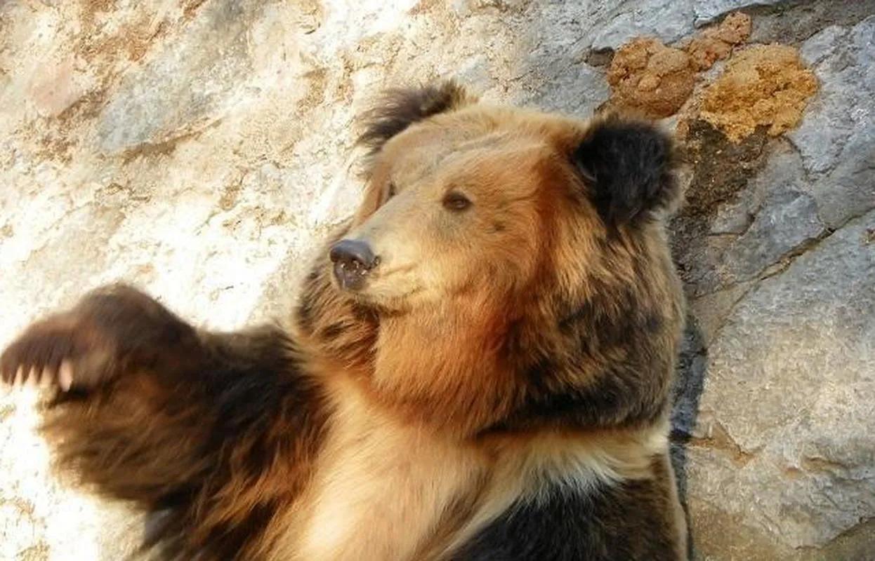 This is definitely the most enchanting bear I have ever seen! Ah~ so ...