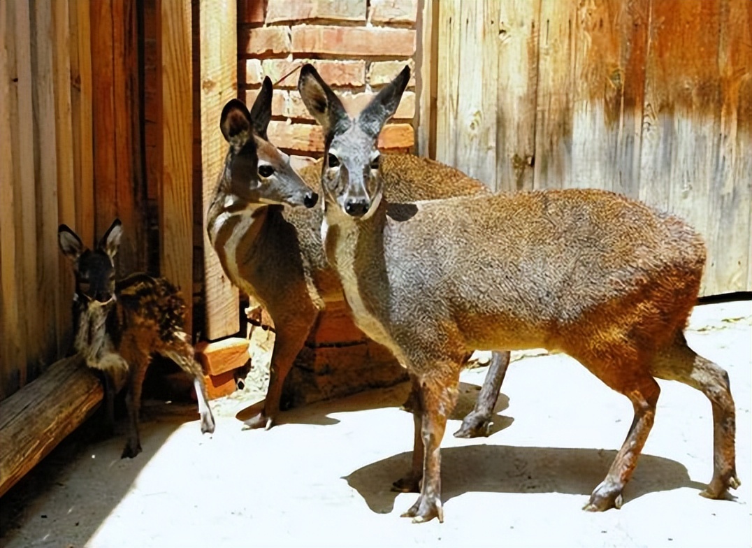 Raising forest musk deer to get musk, can sell for 400 grams! Why are ...