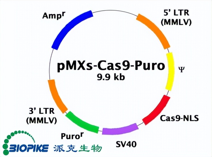 Parker Bio-pMXs-Cas9-Puro Retroviral Vector - iNEWS