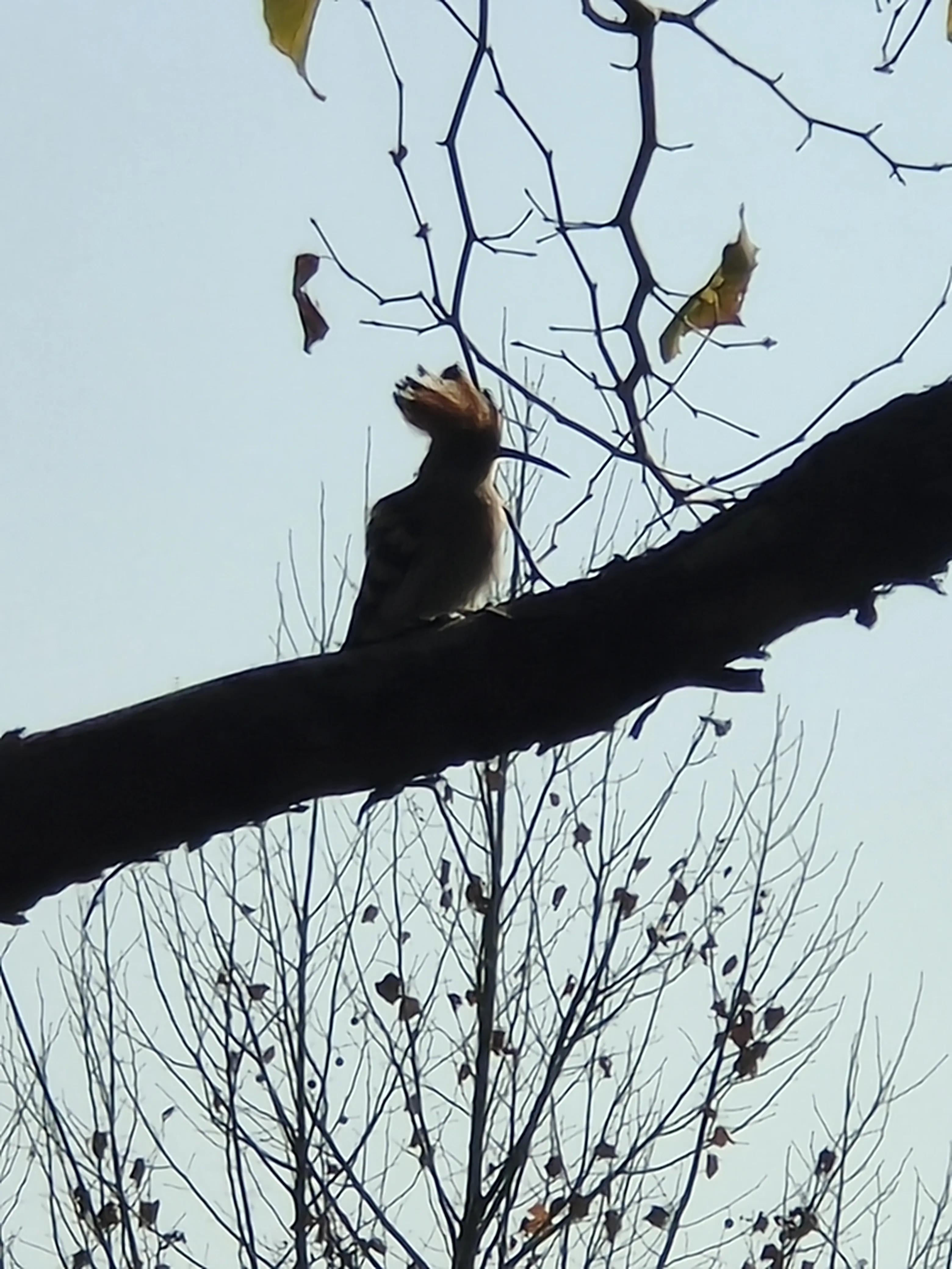 "Leopard Bird on the Road" - iNEWS