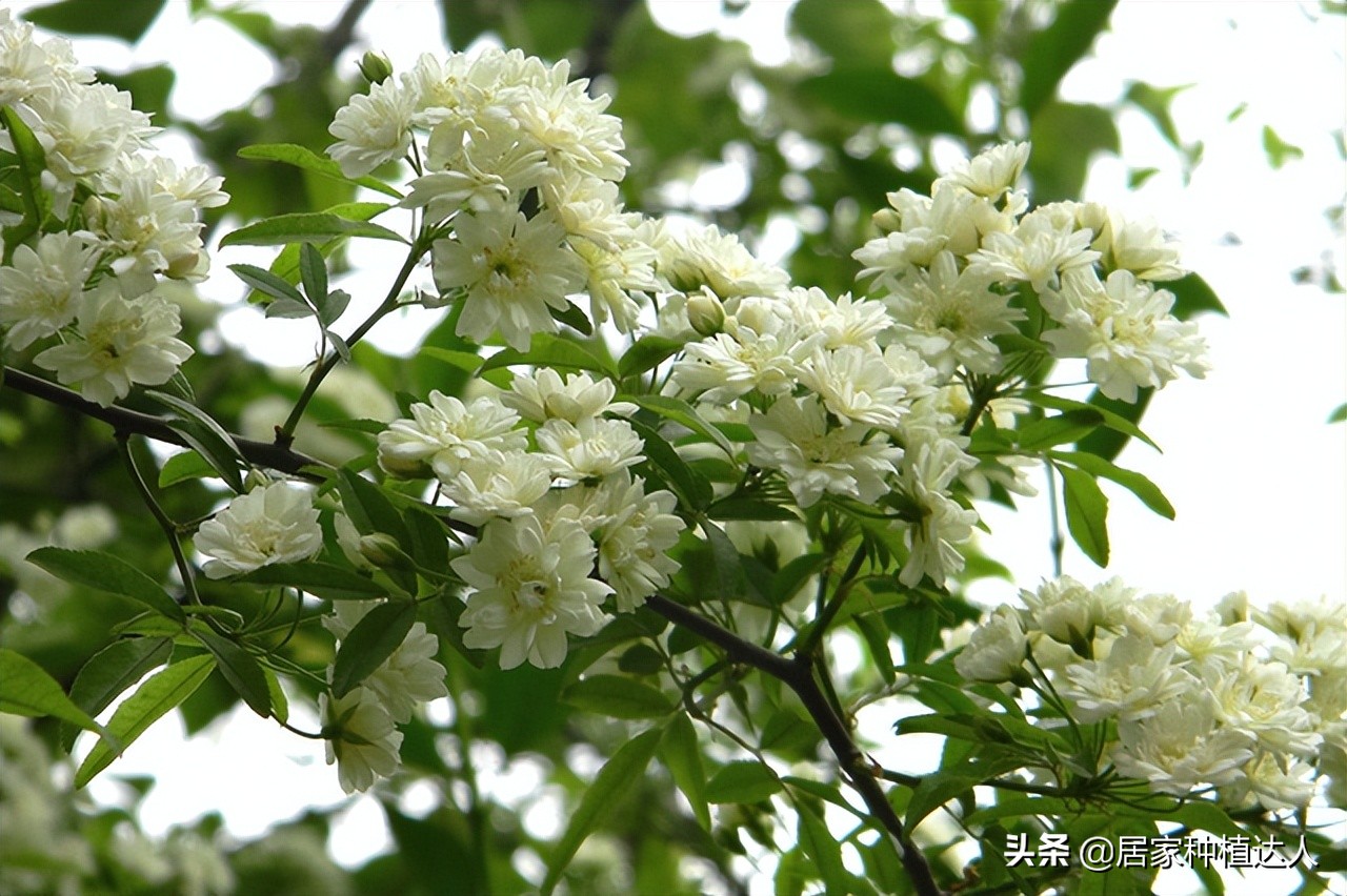 The flower overlord Muxianghua, the house can be full, the fragrance is ...