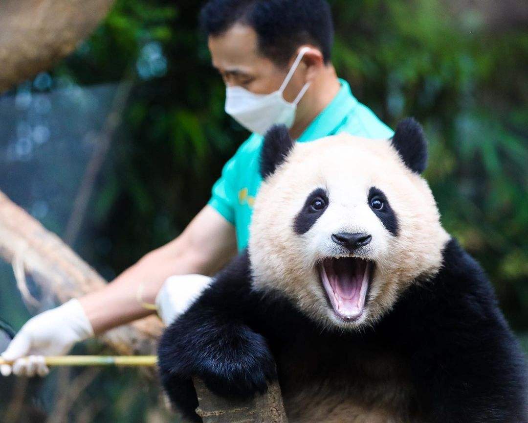 How difficult is it to rent giant pandas from foreign countries? It ...