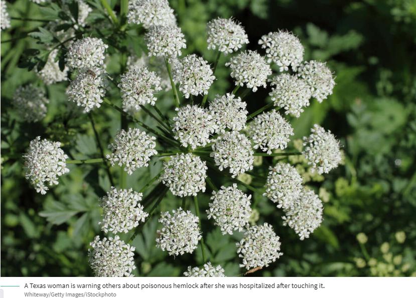 Be careful with this grass! Dallas woman almost killed weeding, have ...