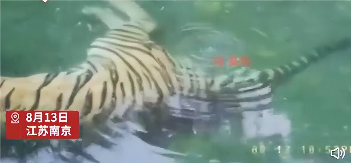 Siberian tiger secretly farts in the swimming pool to attract tourists ...