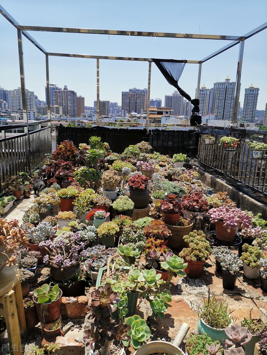 The 35-year-old sister in Chengdu, the roof is full of succulents, that ...