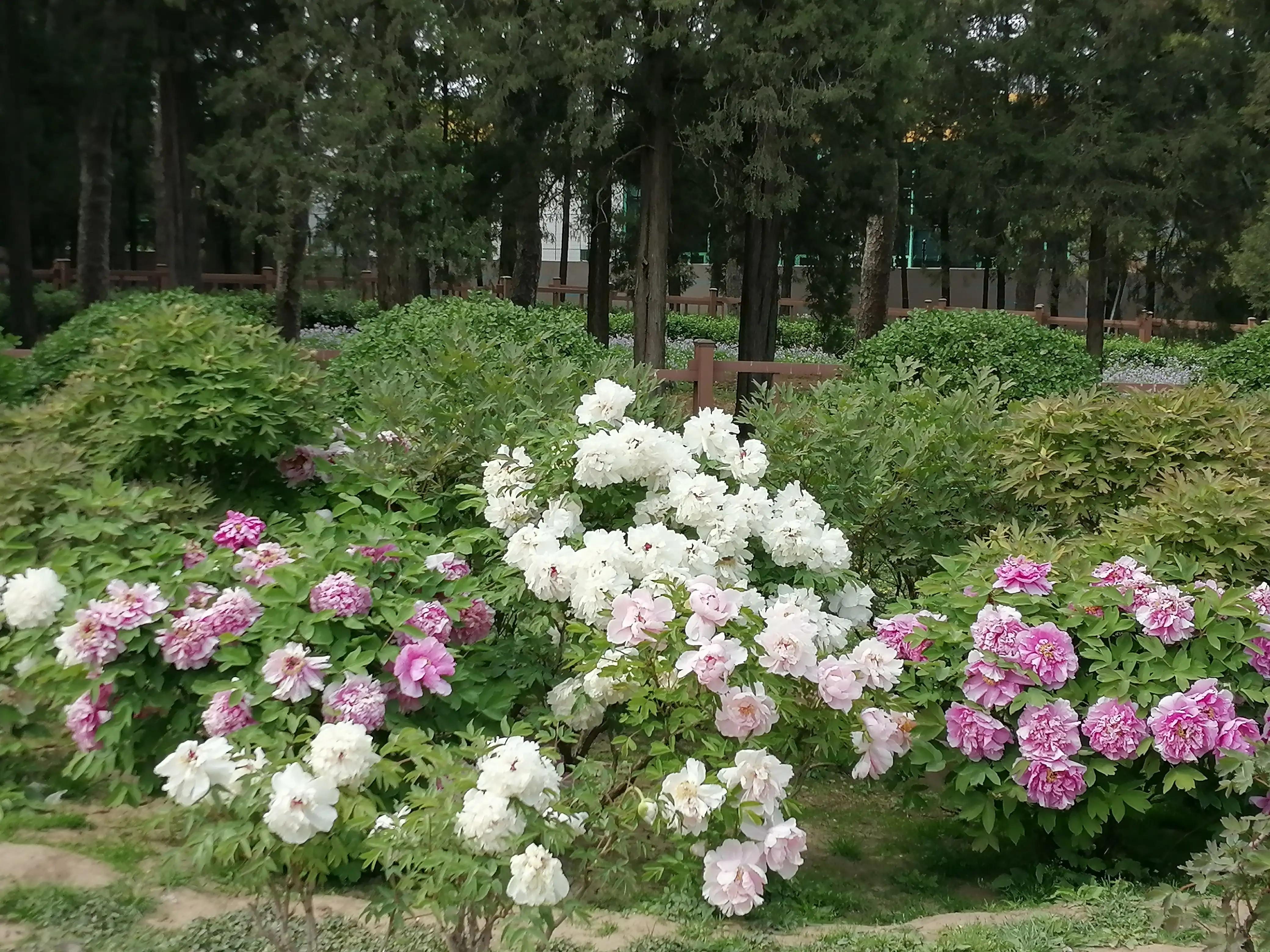 The meaning of filial piety to parents - iMedia