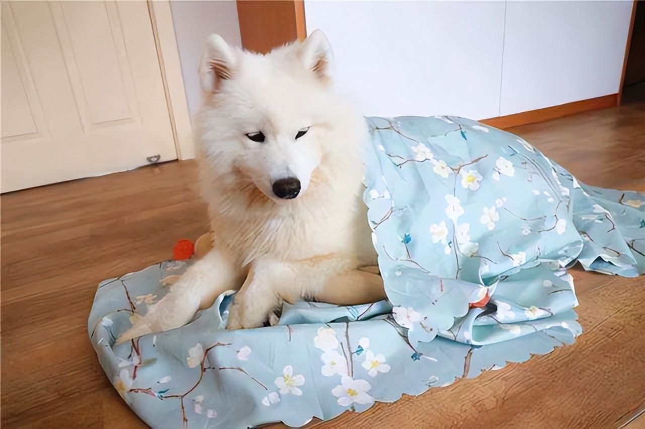 What is the reason for Samoyed's "poop smell"?Is there any way to solve ...