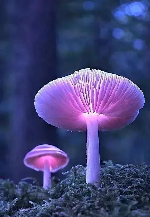 56 kinds of rare mushroom pictures - iNEWS