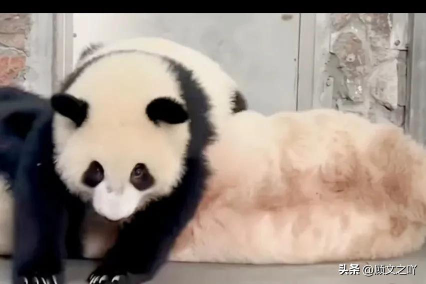 Are you still lying down? The miracle path of the disabled panda "Fu ...
