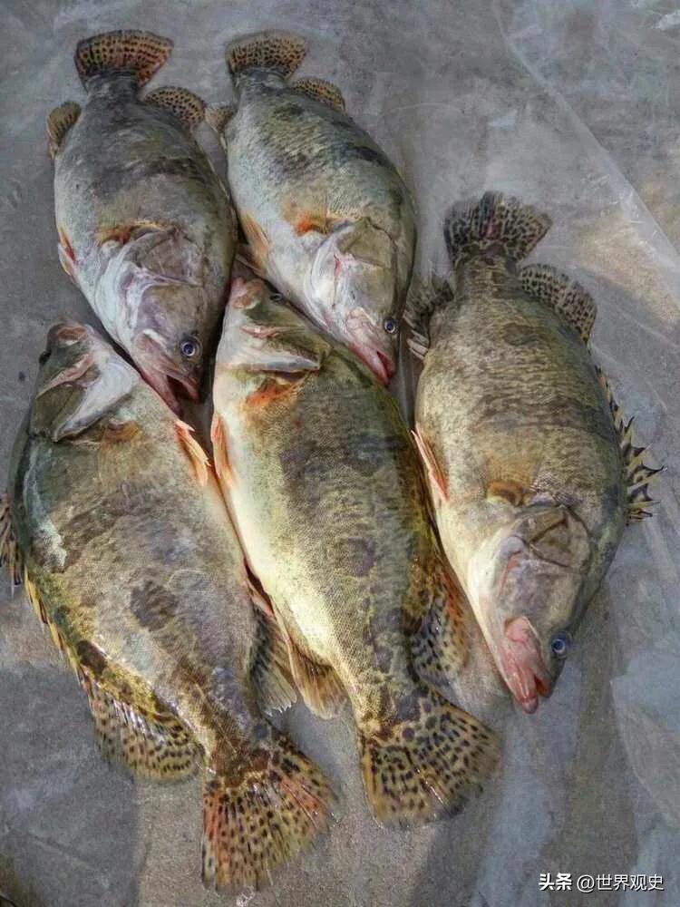 China's most expensive ten famous fish! - iNEWS