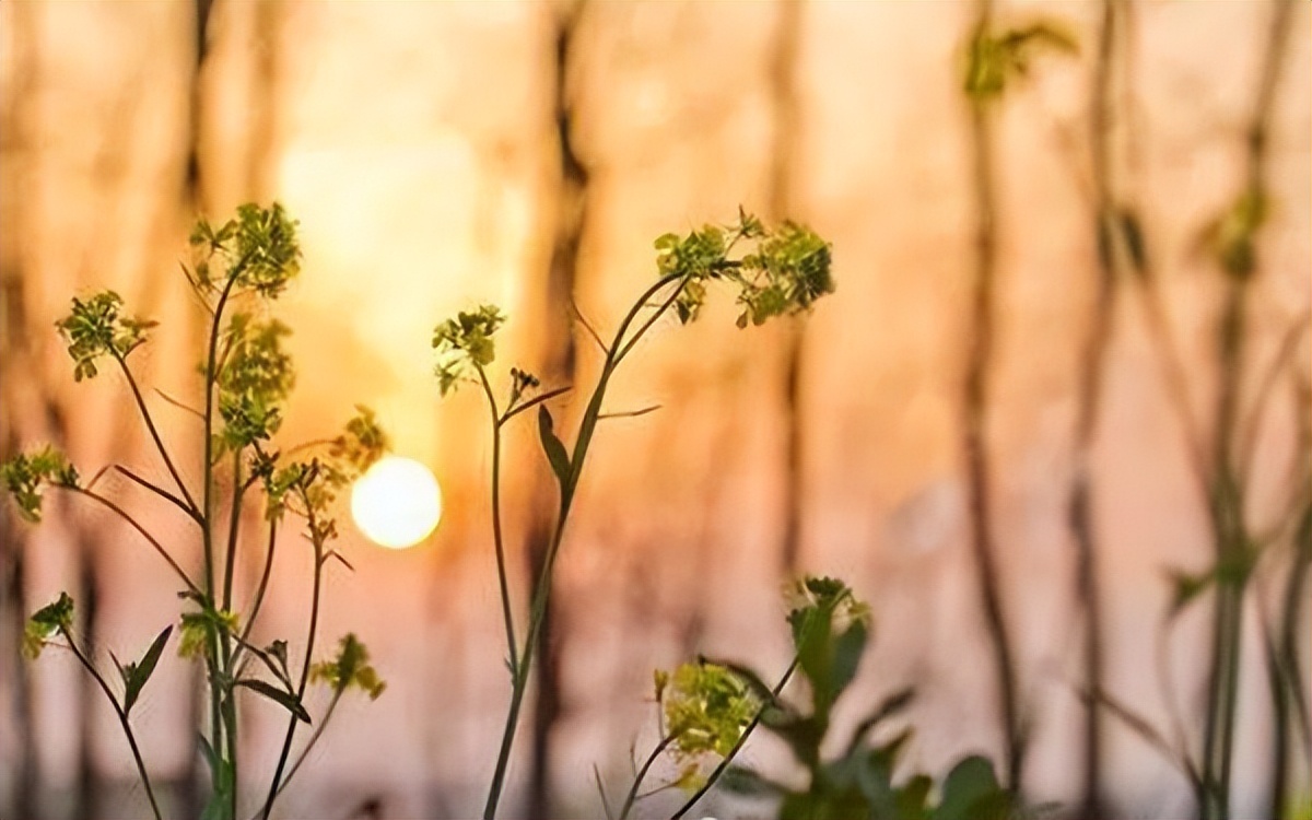 Reading Poems Following the Solar Terms——Appreciation and Analysis of ...