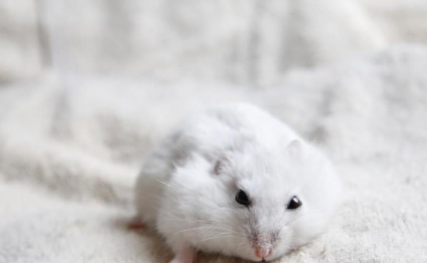 The hamster was stuck asking for help but was rejected instead. In ...