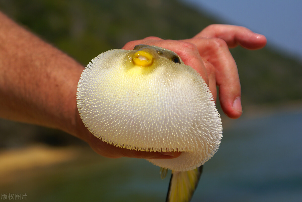 How do poisonous creatures escape being poisoned by themselves? - iNEWS