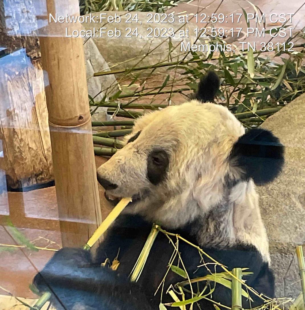 Not just Yaya! Why do we always give pandas to other countries? - iNEWS