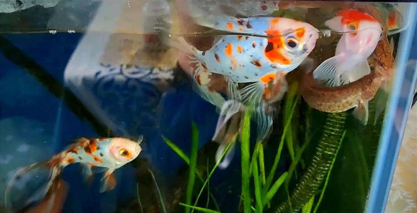 Pro test: Do fish really have only 7 seconds of memory? - iNEWS