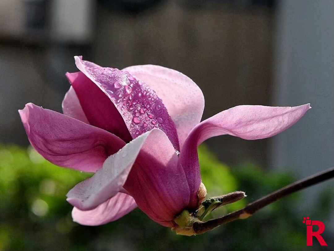 Fangfei is prosperous, and the "Beautiful Violet" of Xiong'an is fixed ...