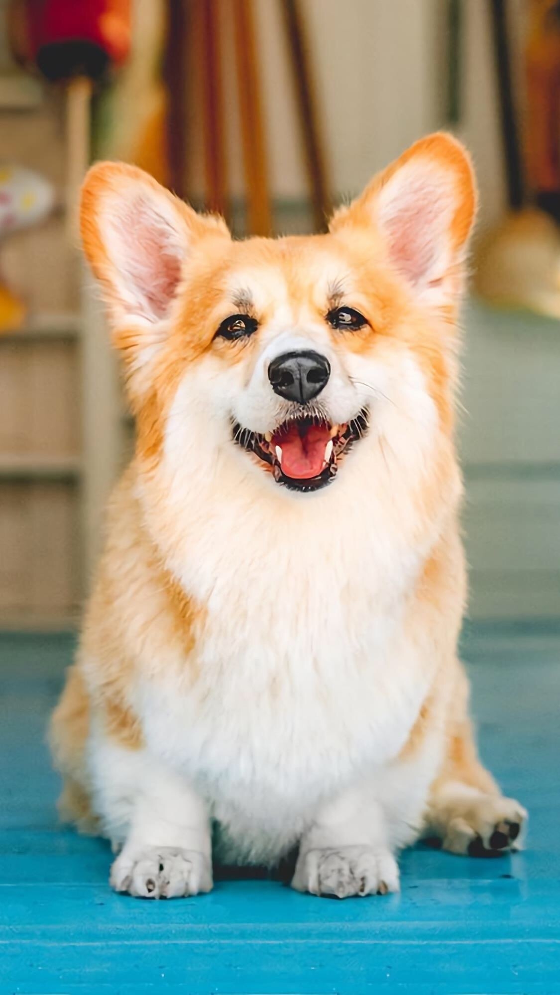 Of the 7 best-tempered dogs, is your dog the number one? - iNEWS