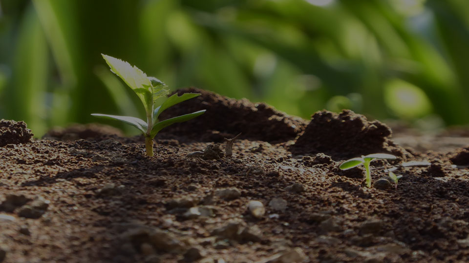 The root system is well maintained, and the flowers are more beautiful ...