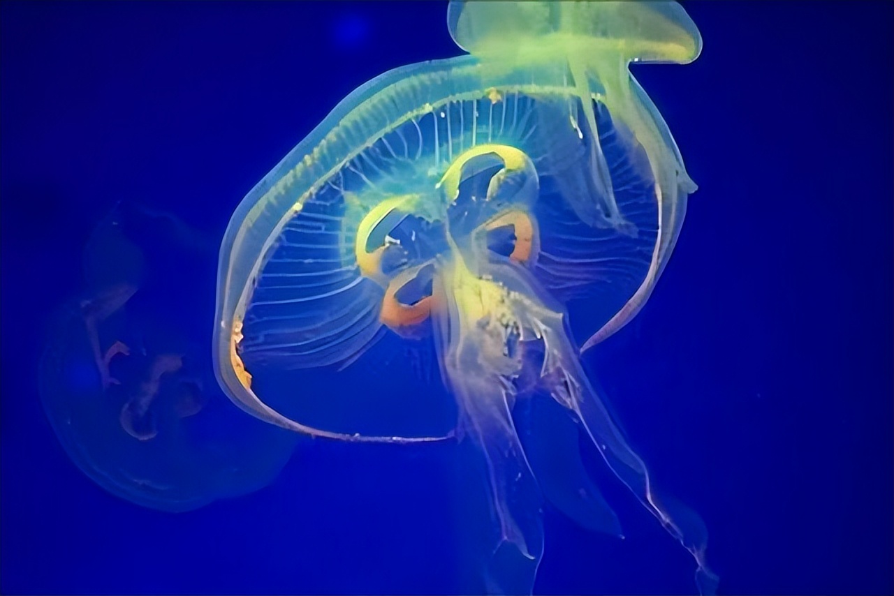 The fantastically beautiful box jellyfish, which looks like a box, is ...