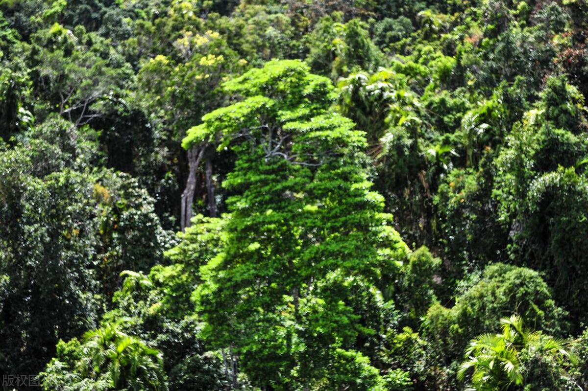 Top 10 most beautiful tropical rainforests in the world - iNEWS
