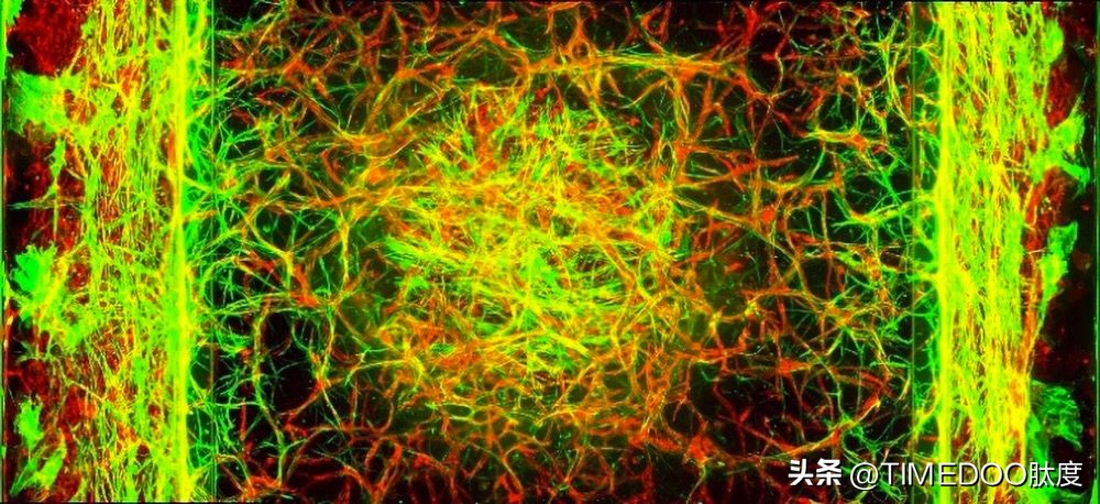 3D cell culture in vitro models explore new depths - iNEWS
