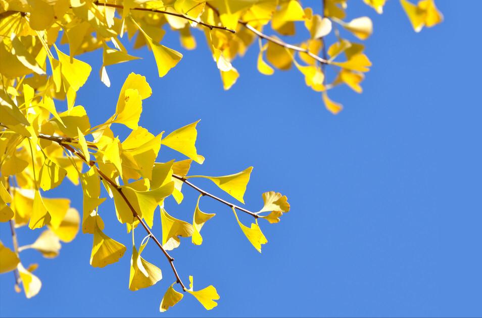 A leaf knows that the autumn color is yellow, and the breeze is ...