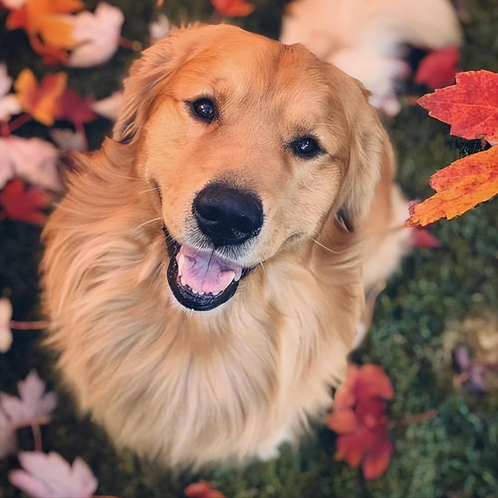 These kinds of "unfamiliar" dogs, the owner calls out: disloyal - iNEWS