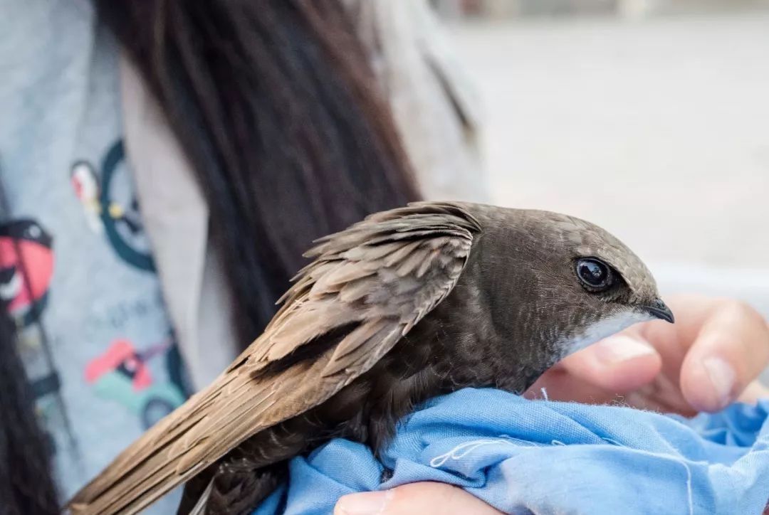 Crazy Beijing Swift - iNEWS