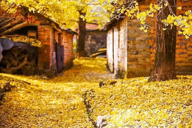 The first town of ginkgo in China, ushering in the most brilliant ...
