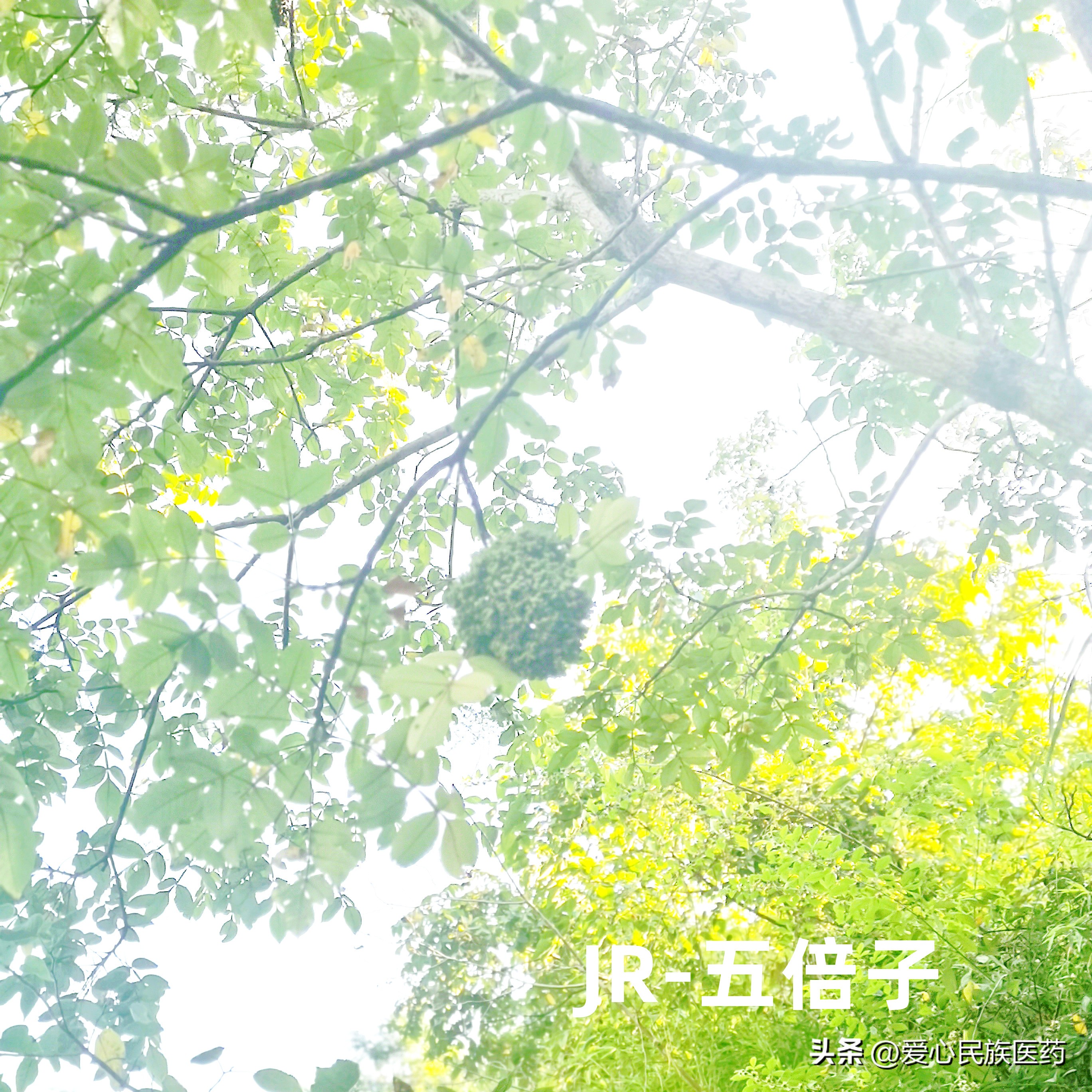 The economical tree species Saltbrania parasitica galla is essential ...