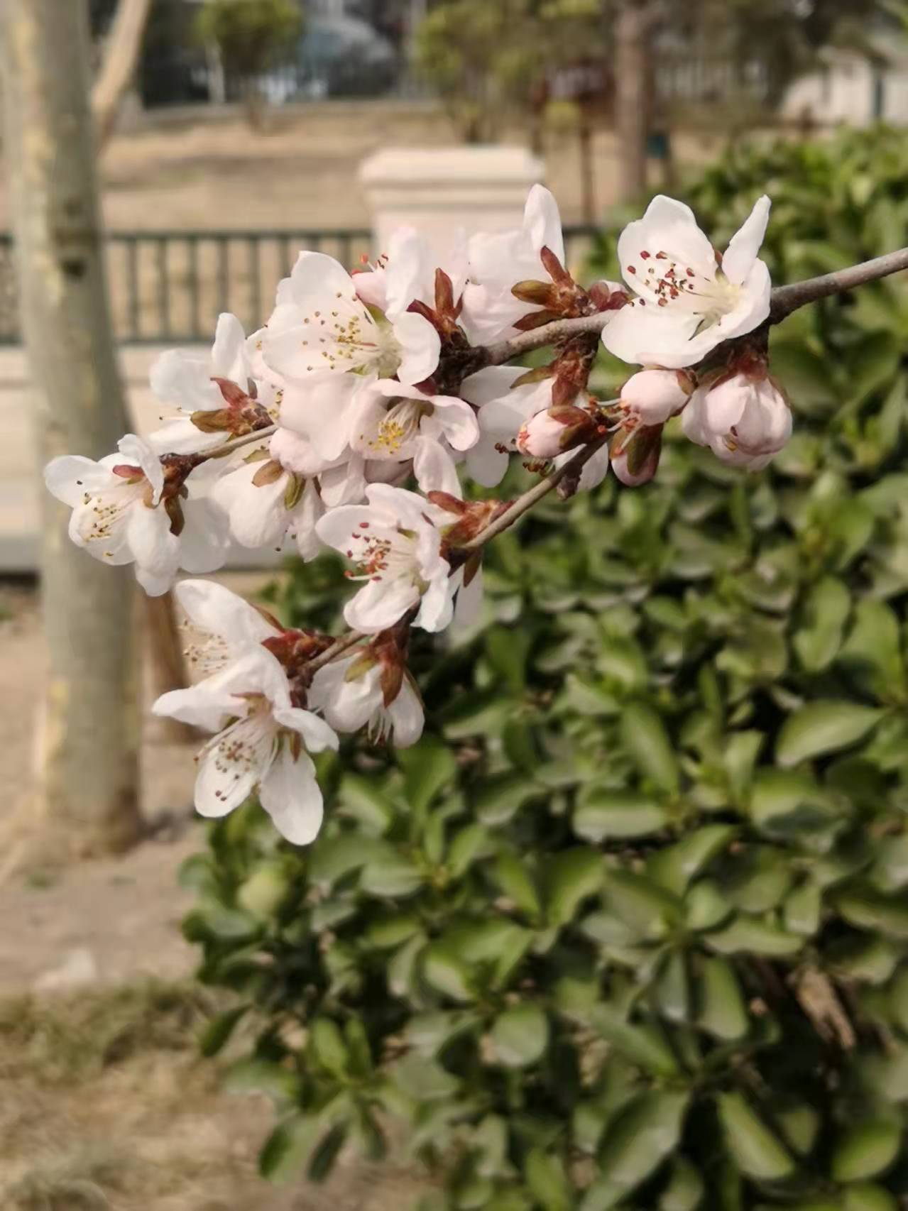 Ten Miles of Peach Blossoms (Poems) Beijing Zhang Xingui - iNEWS
