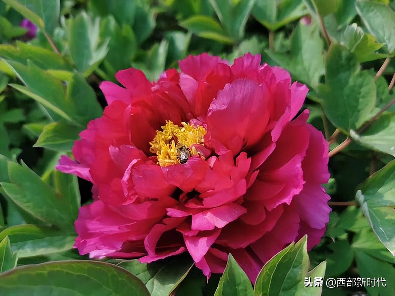 Hundred acres of peony in Agu Spring, Huyi District, Xi'an opened - iNEWS