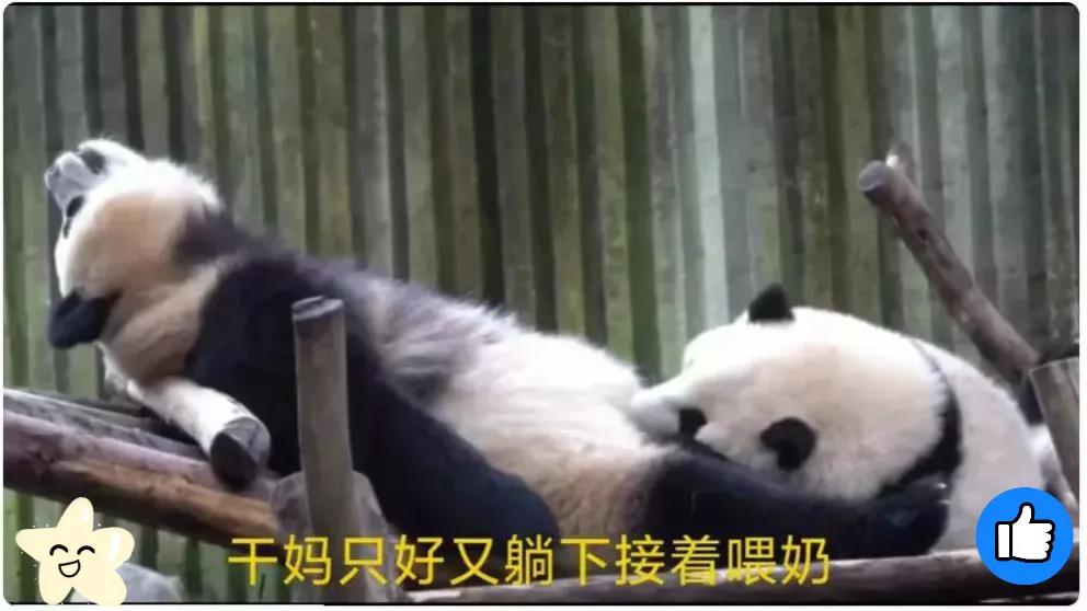 From Yuanyuan to Aibao: How does a panda mother breastfeed her baby ...