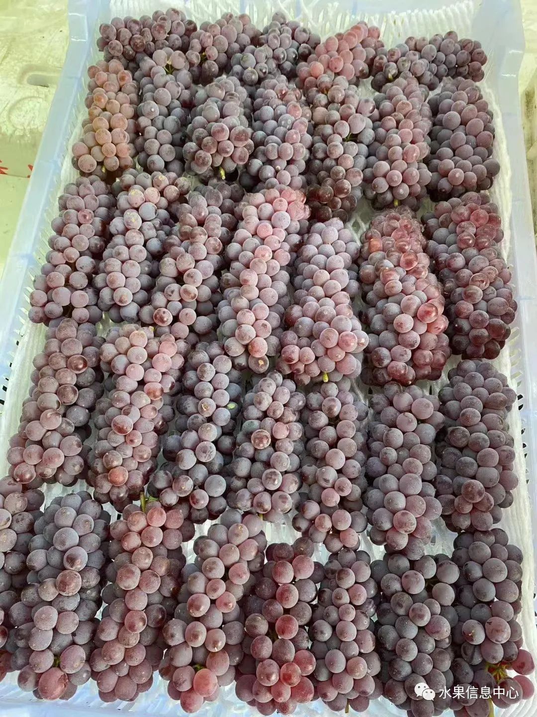 This might be the tiniest grape I've ever eaten - iMedia