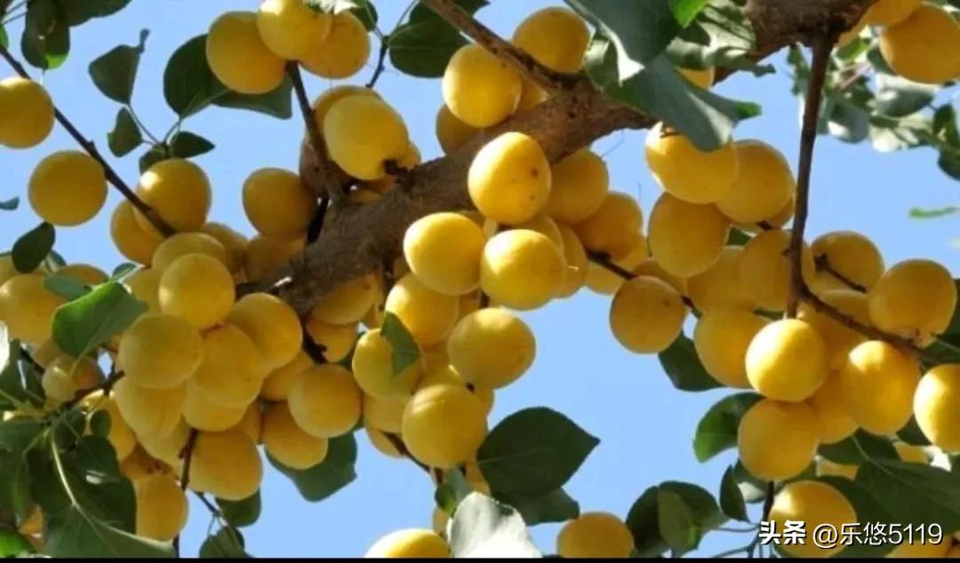 Xinjiang specialties, Daodao is a classic 3—Fruits - iNEWS