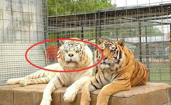 One Biao fights three tigers, what exactly is Biao, so powerful - iNEWS