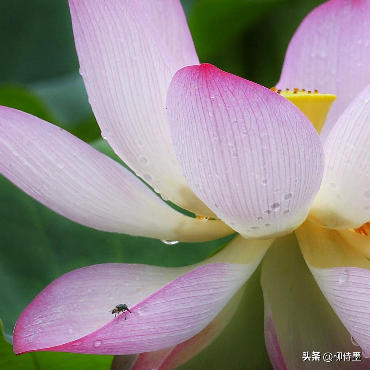 Lotus photography reviews, the key to taking good photos is so simple ...