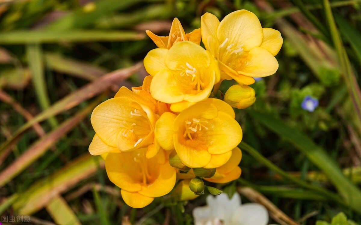 People are precious and virtuous, flowers are precious and fragrant ...