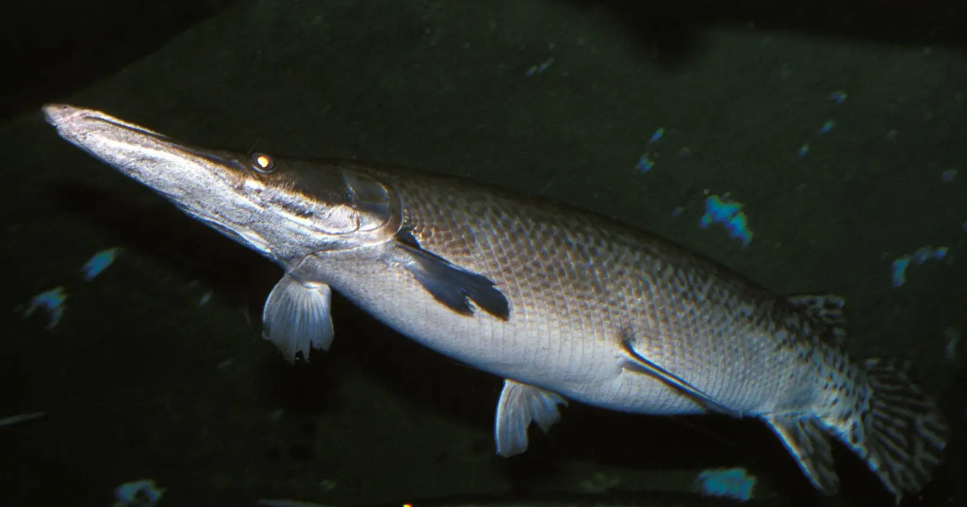 What is an alligator gar?North American giant crocodile gar invades ...