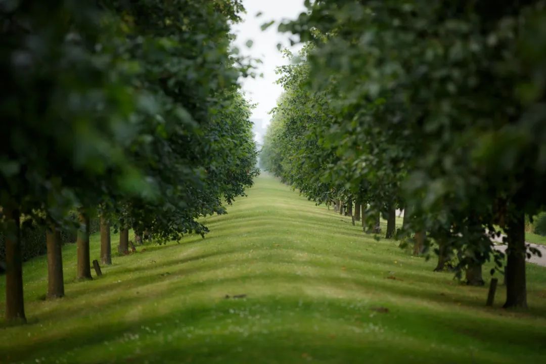 In 2022, the red luan star will move, the three zodiac signs will meet ...