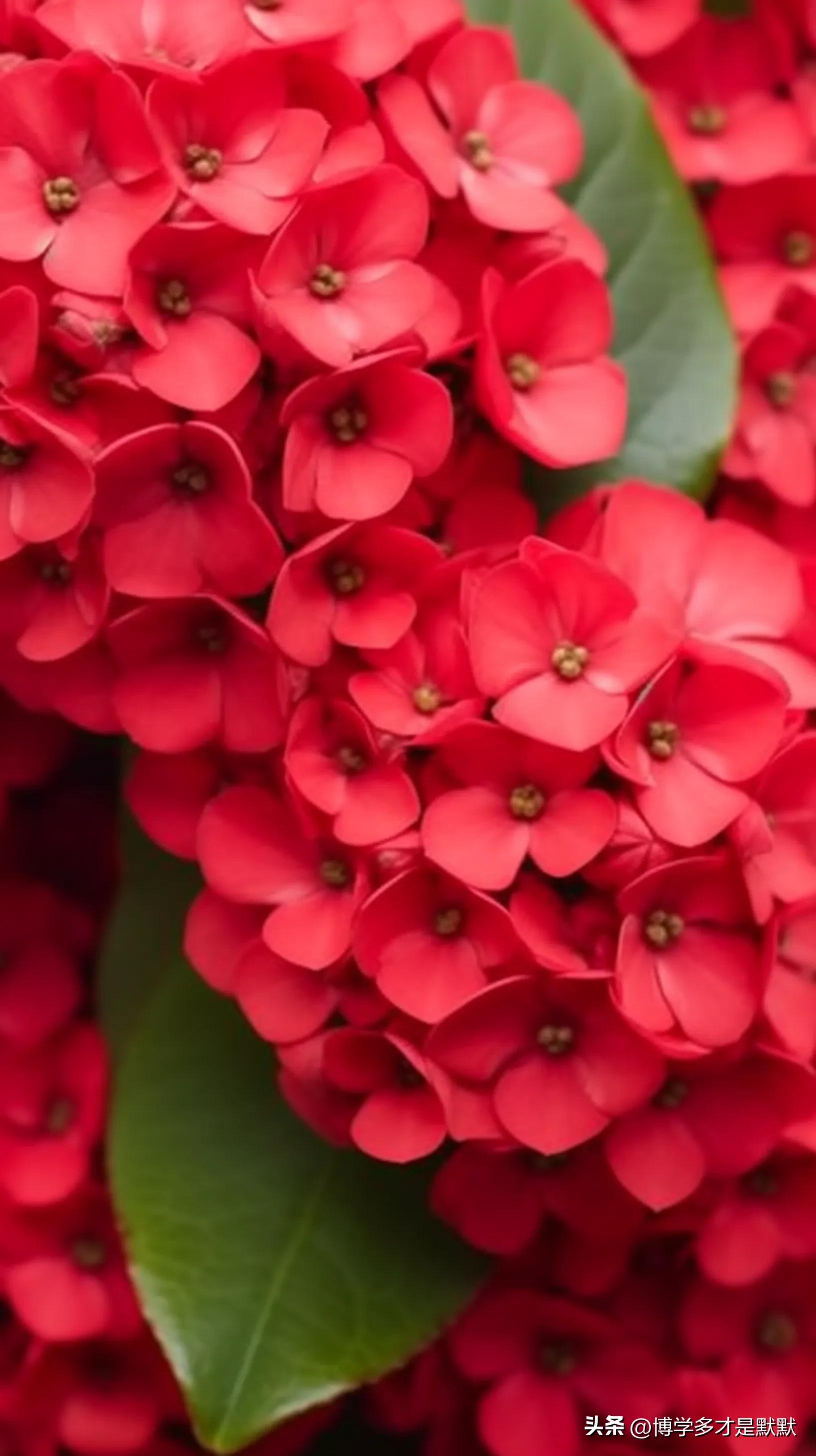 Enthusiasm blooms, a colorful sea of small red flowers - iNEWS