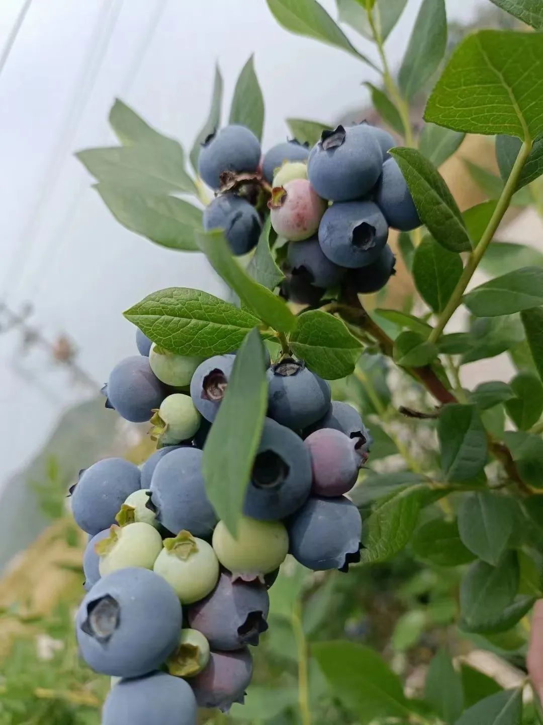 Blueberries, known as the "Queen of Berries", are ripening! Can't stop ...