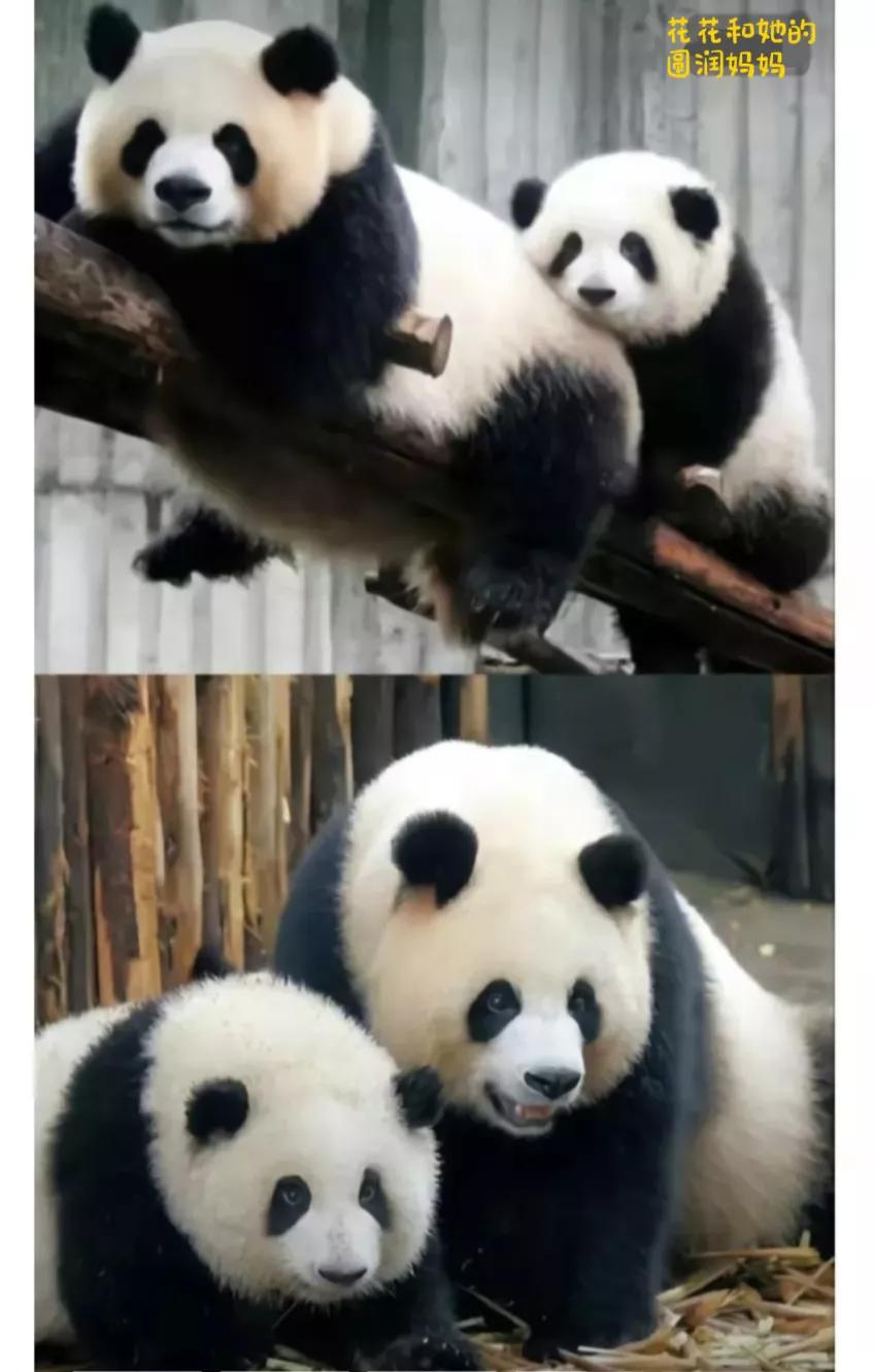 From Yuanyuan to Aibao: How does a panda mother breastfeed her baby ...