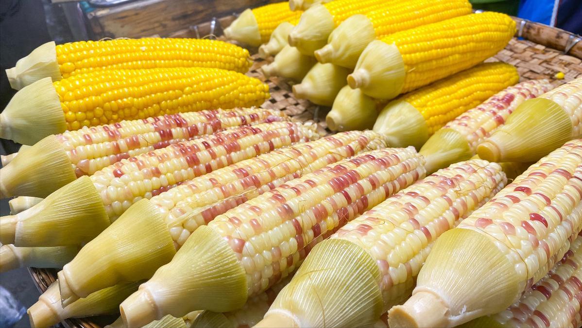 How do genetic traits in maize affect photosynthesis? - iNEWS