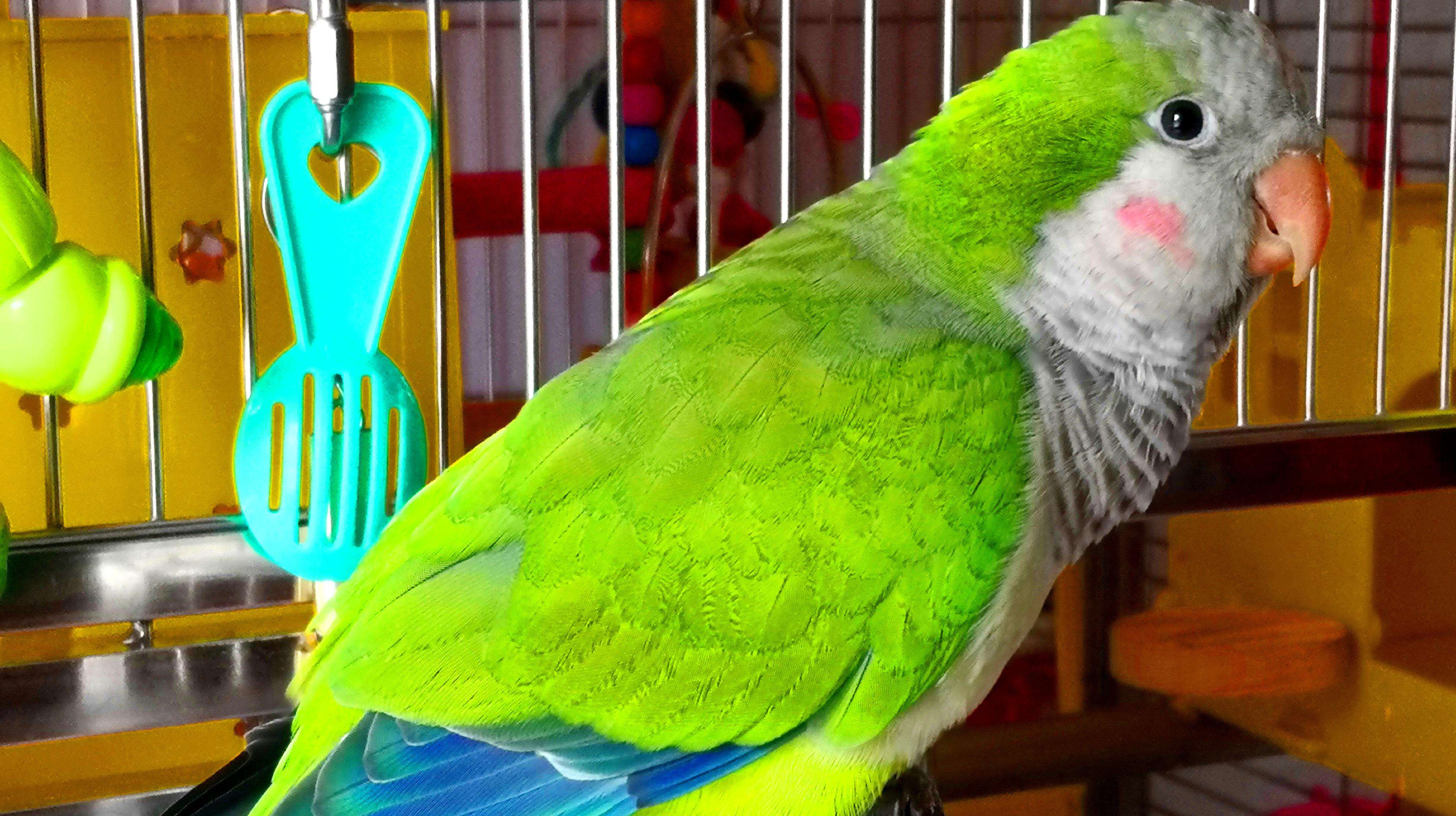 Do parrots have a cold with one eye? - iNEWS