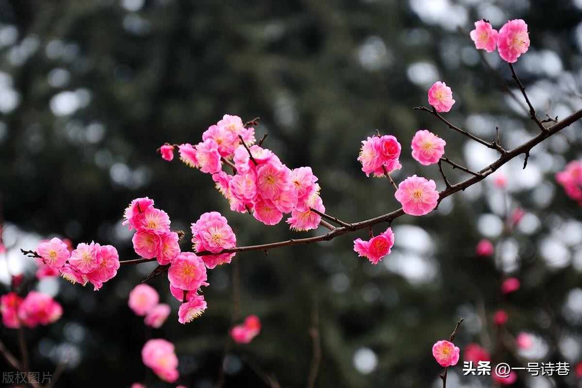 Poetry about plum blossoms is different and wonderful, and it is indeed ...