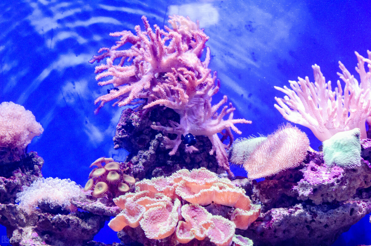 Blue whales' aortas (main blood vessels) are large enough for humans to ...